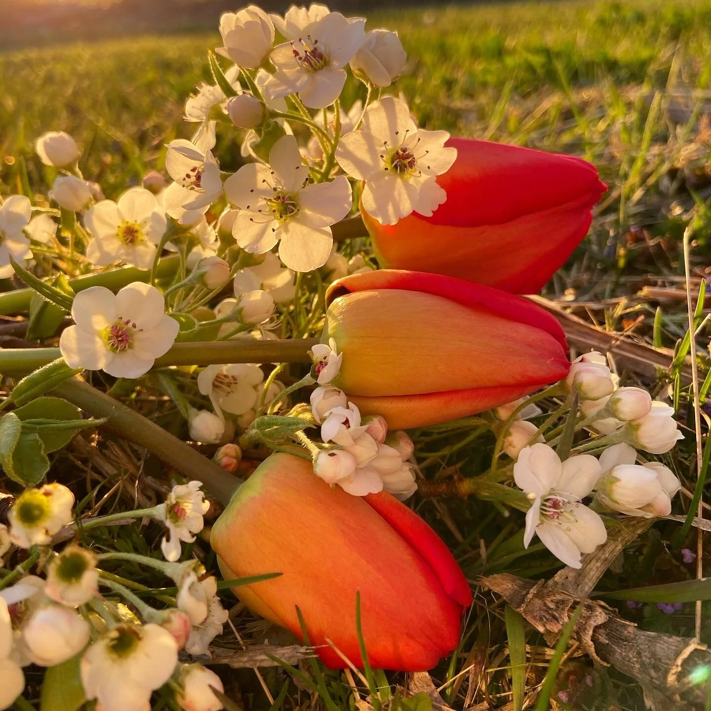 Gallery — Dented Gate Flower Farm