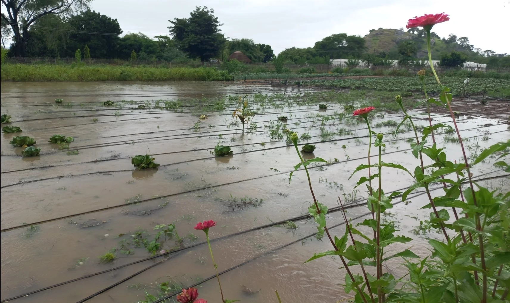 the mbora foundation — mbora