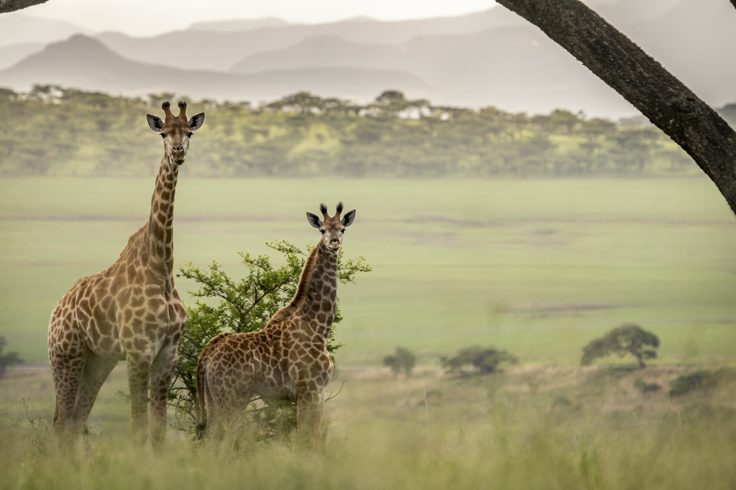 Gallery | Discover Your Retreat — Sasi Bush Lodge