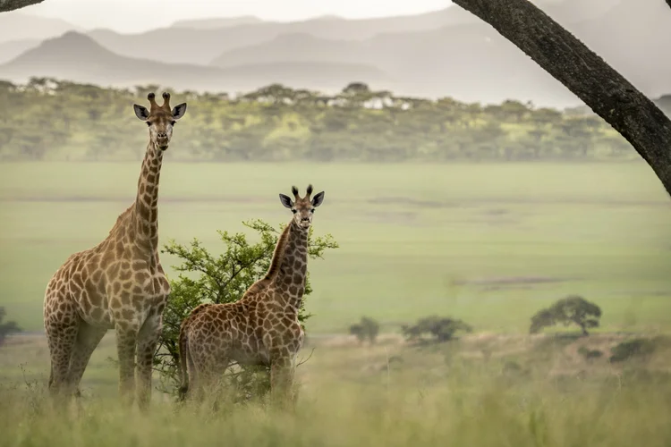 Gallery | Discover Your Retreat — Sasi Bush Lodge