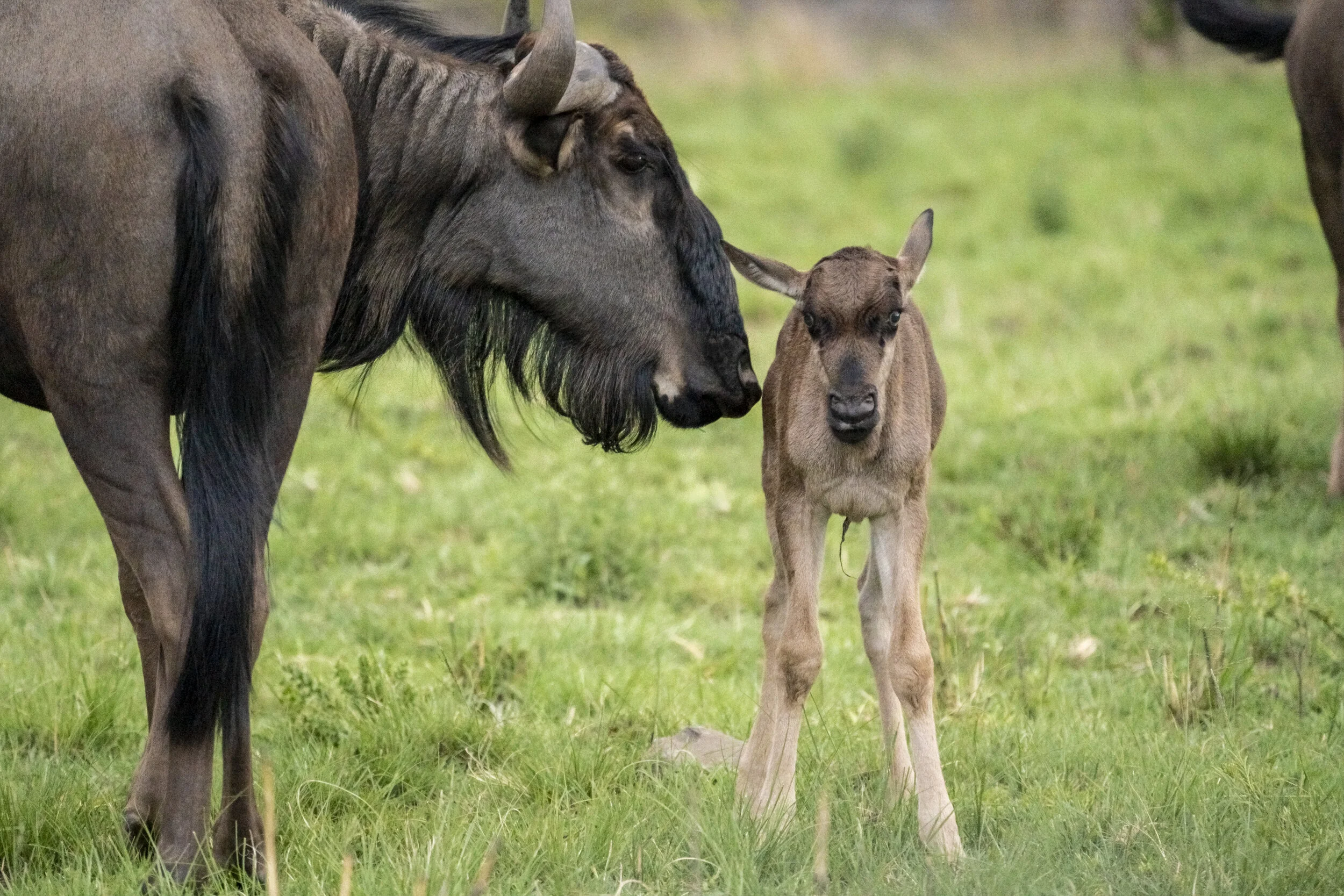 Gallery | Discover Your Retreat — Sasi Bush Lodge