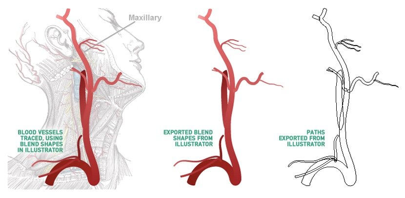 Drawing Blood Vessels Using Illustrator’s Blend Tools by Annie Campbell ...