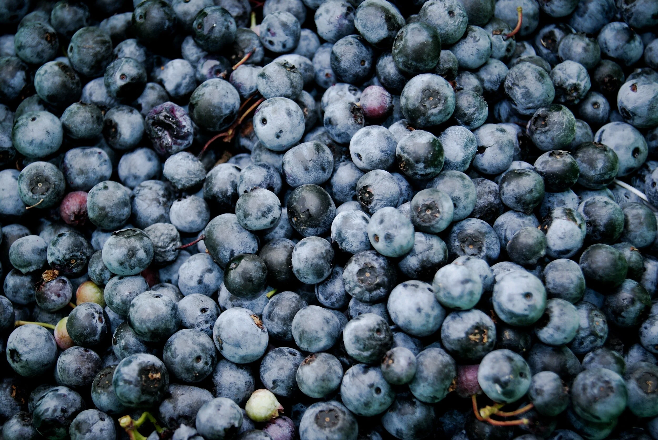 Blueberry Treehouse Farm