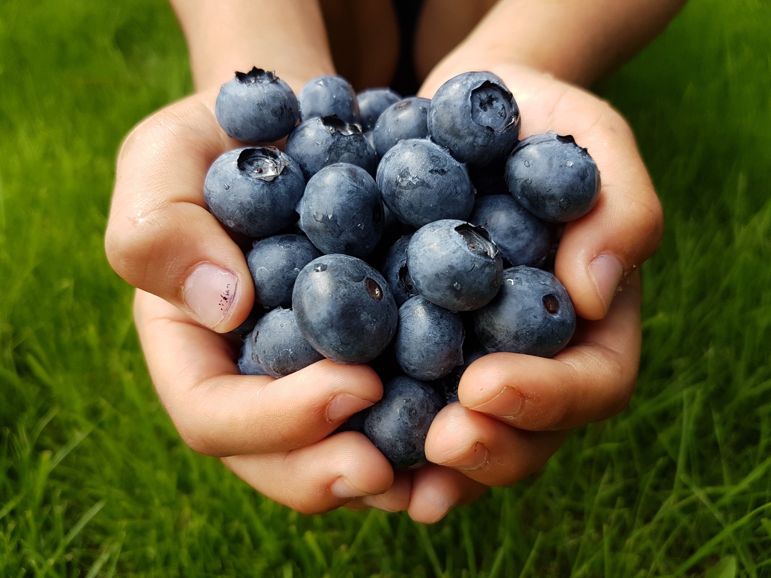 Blueberry Treehouse Farm