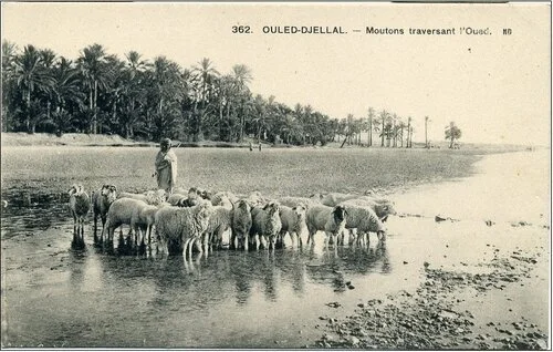Algerian Sheep Chronicles: From Wlad Jellal to El Harrach — Dune Magazine