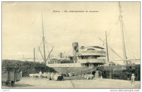 Algerian Sheep Chronicles: From Wlad Jellal to El Harrach — Dune Magazine