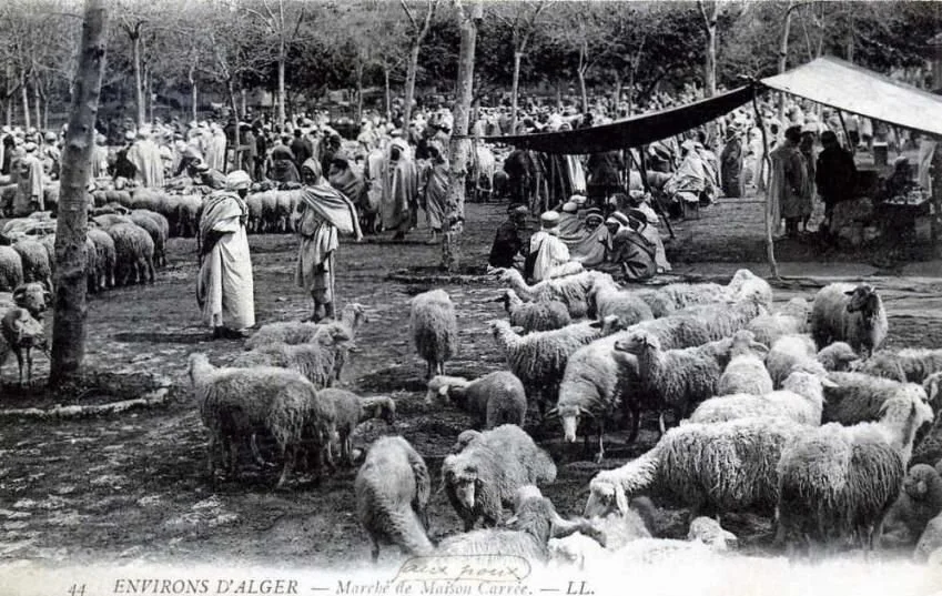 Algerian Sheep Chronicles: From Wlad Jellal to El Harrach — Dune Magazine