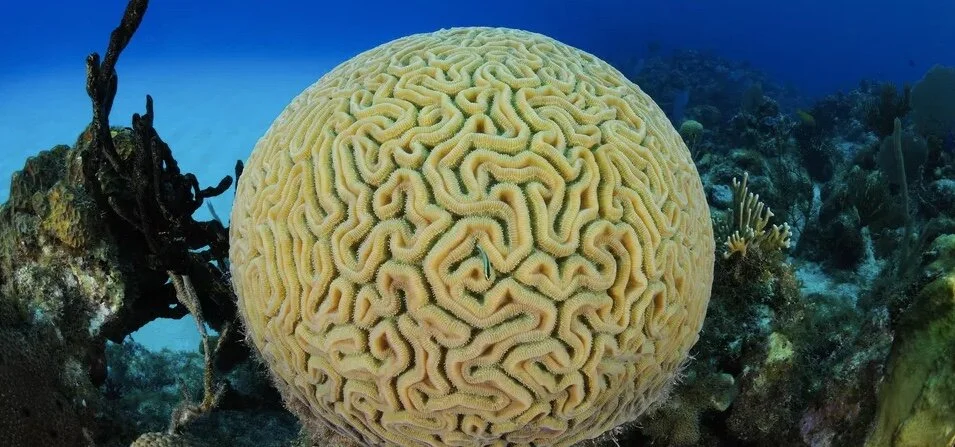 Emergent Structure Lab — TRE Centre by Cheda Mikic