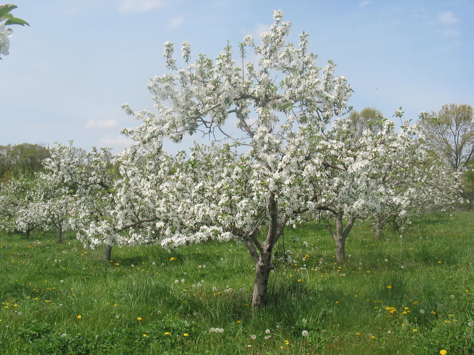 About — Earth First Farms