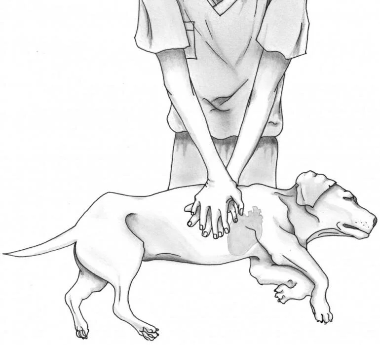 CPR Guidelines for Cats and Dogs Released — Almost Home Dog Rescue of Ohio