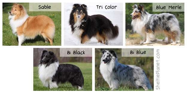 Sheltie Information — Almost Home Dog Rescue of Ohio