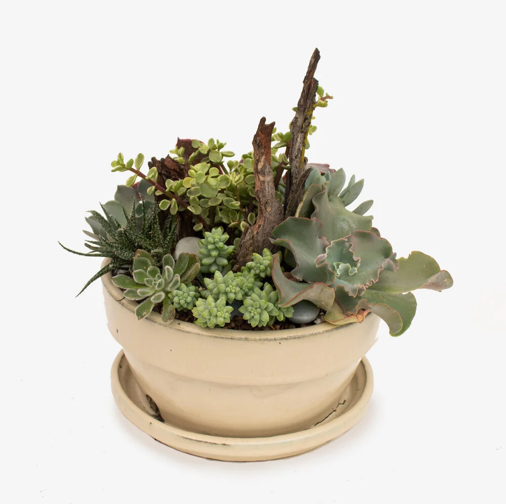 Succulents & Cacti — Cactus & Tropicals