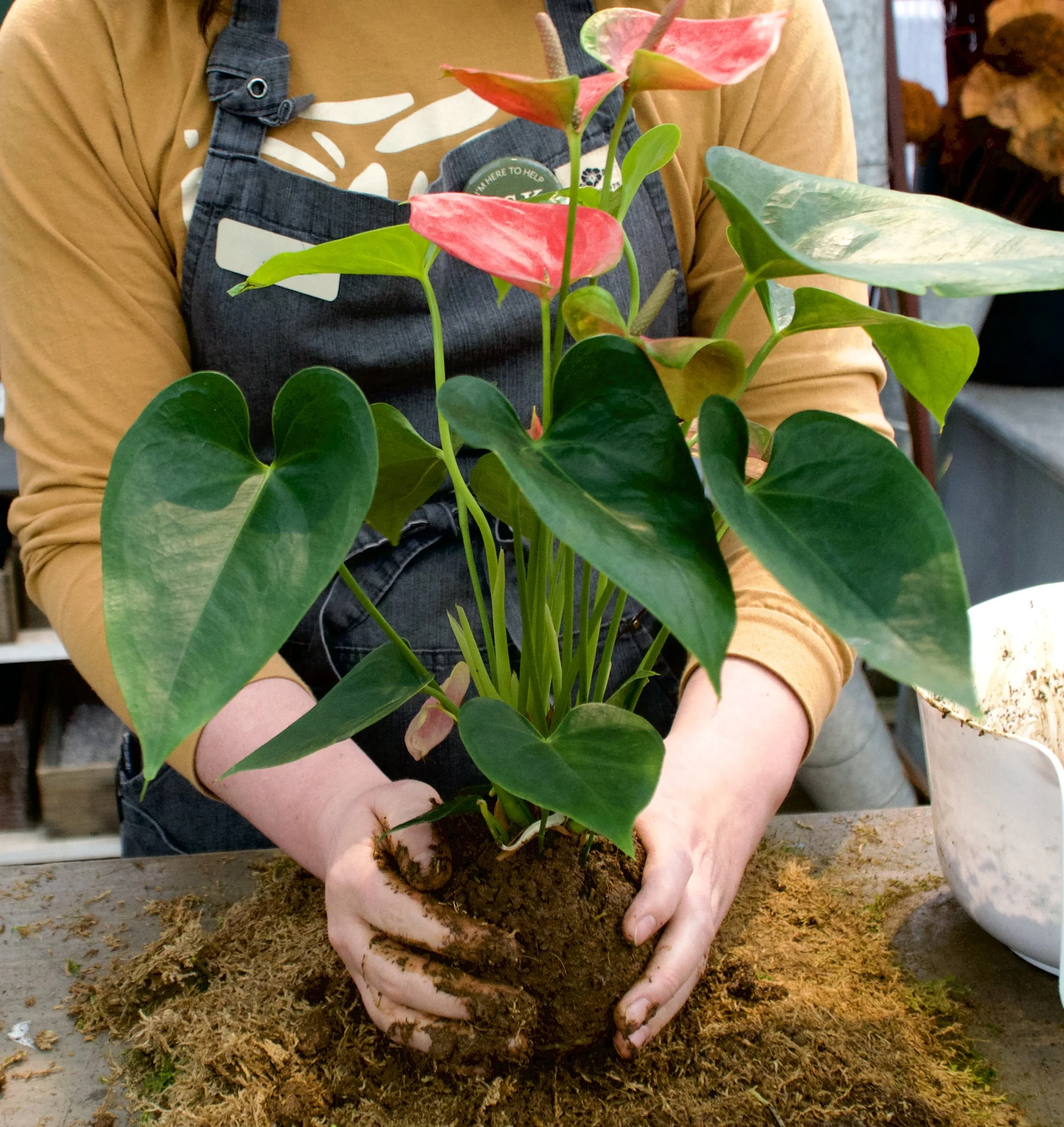 Classes & Workshops — Cactus & Tropicals