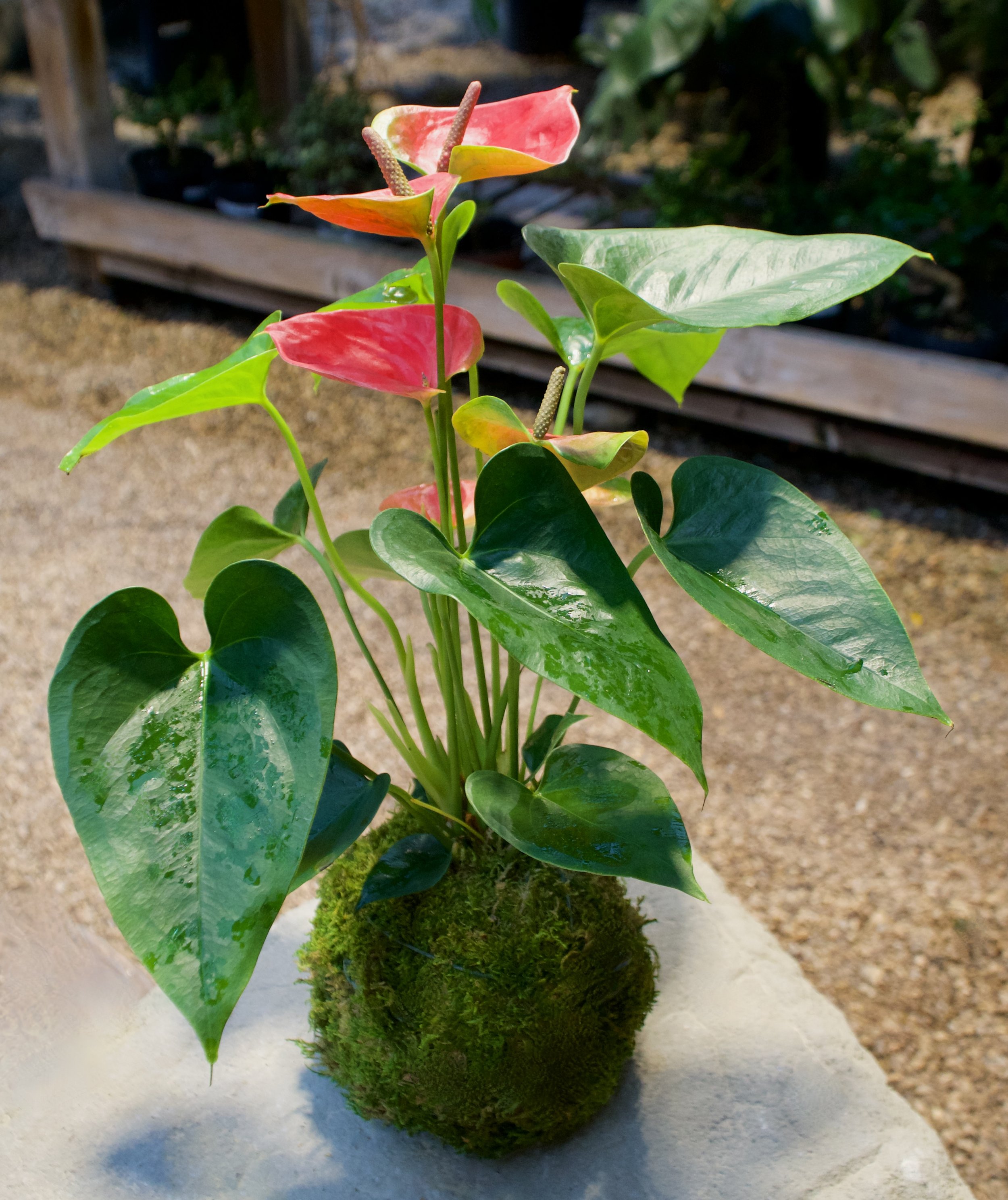 Classes & Workshops — Cactus & Tropicals