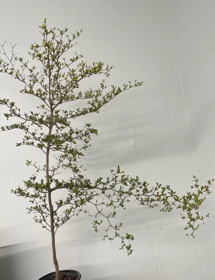 Shady Lady, Black Olive Tree — Cactus & Tropicals