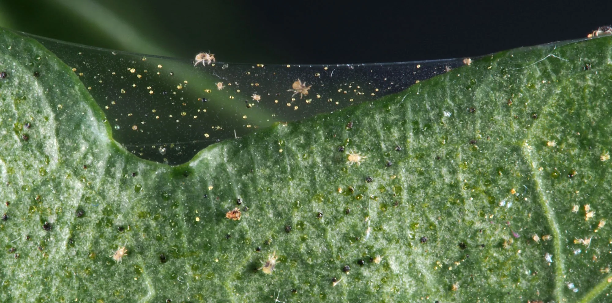 Spider Mite Treatment — Cactus & Tropicals