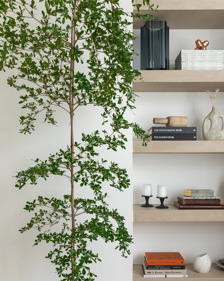 Shady Lady, Black Olive Tree — Cactus & Tropicals