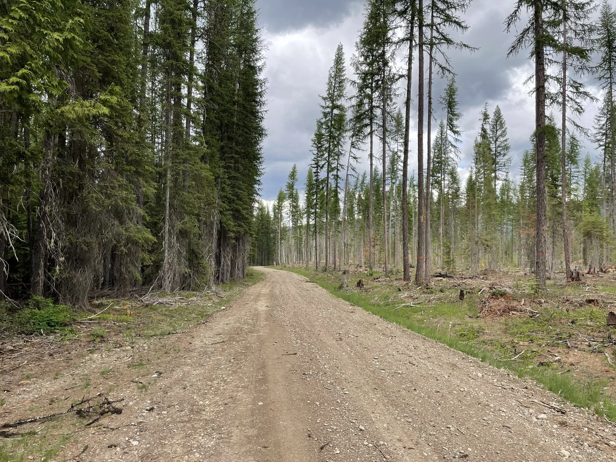 Why We Should Dig Deeper on Wood Sourcing — Future Forests