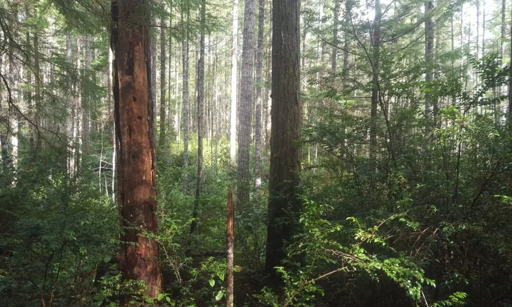 PDXAP Map - Skokomish Tribe — Future Forests