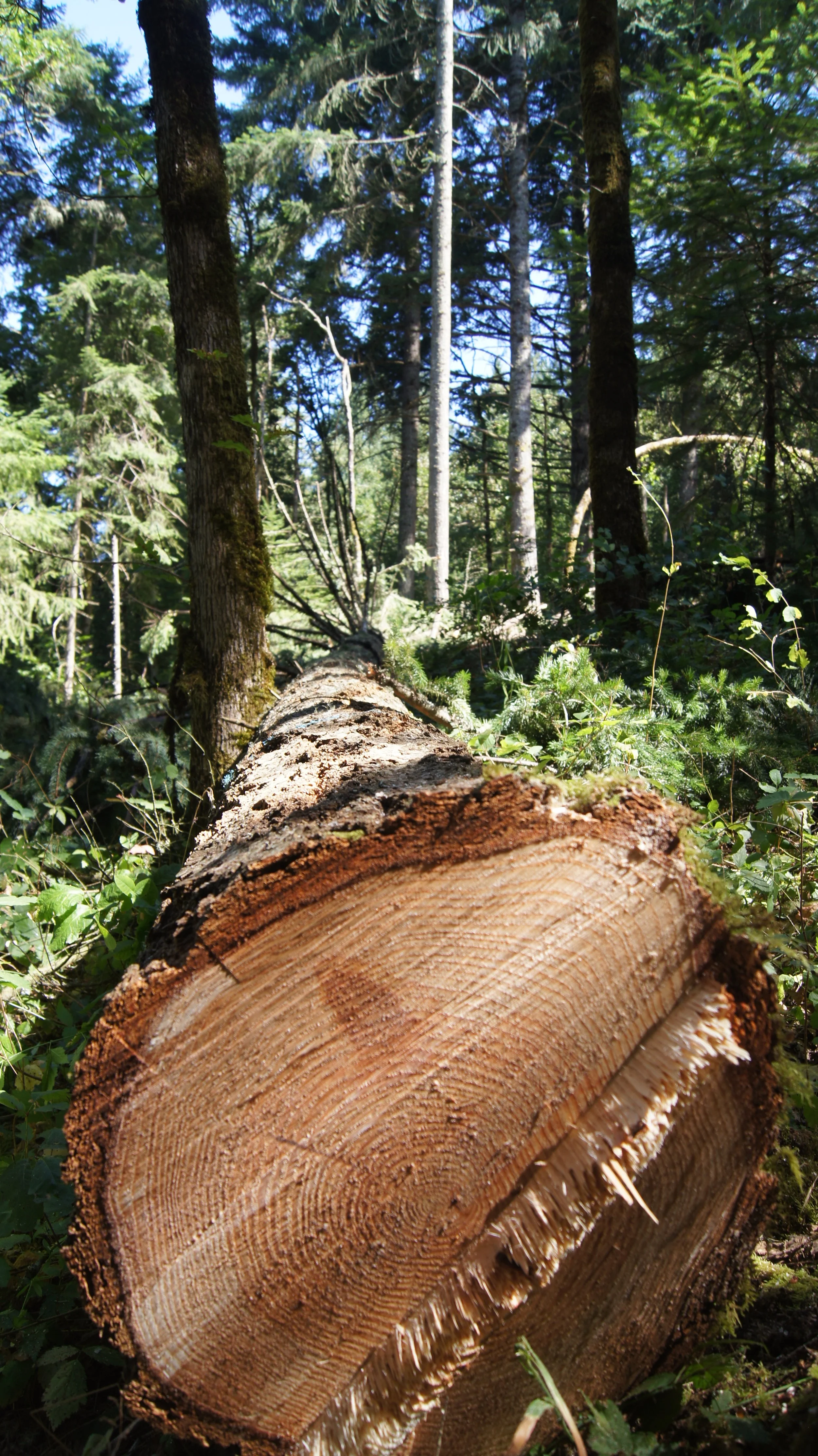 PDXAP Map - Zena Forest Box — Future Forests