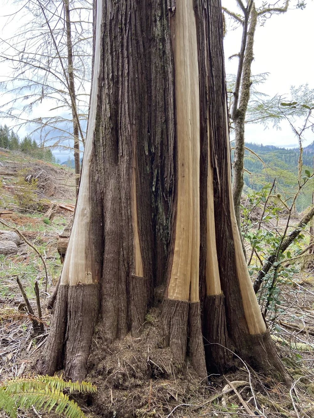 PDXAP Coquille Box — Future Forests