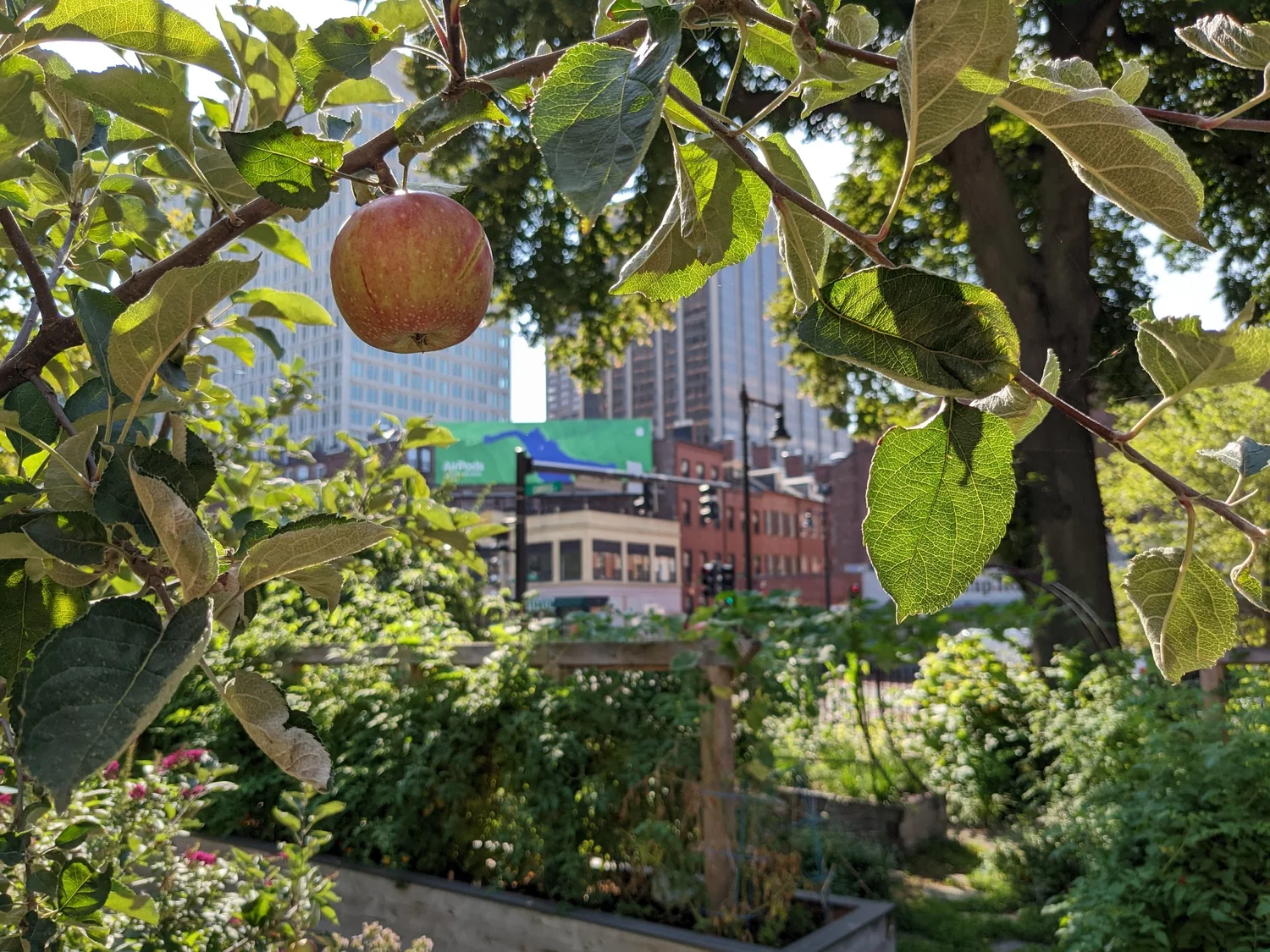 Food Forest Sites — Boston Food Forest Coalition