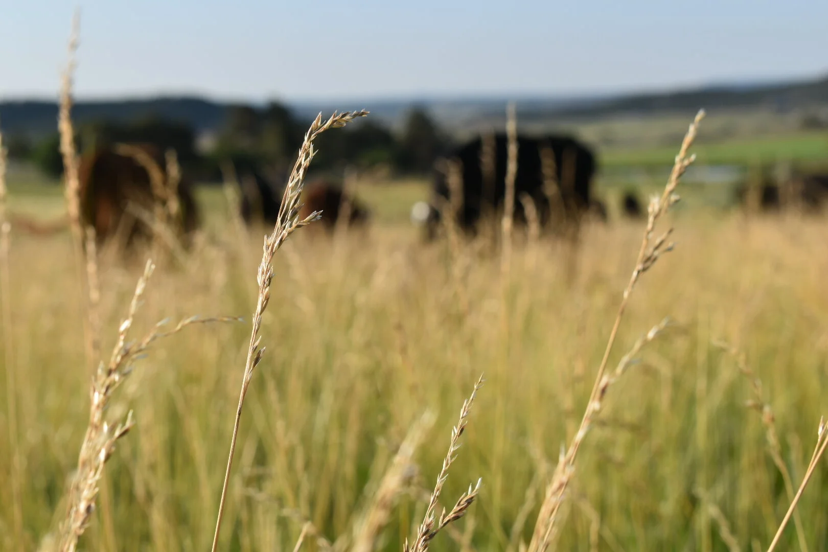 About — Cedar Springs Ranch, CO