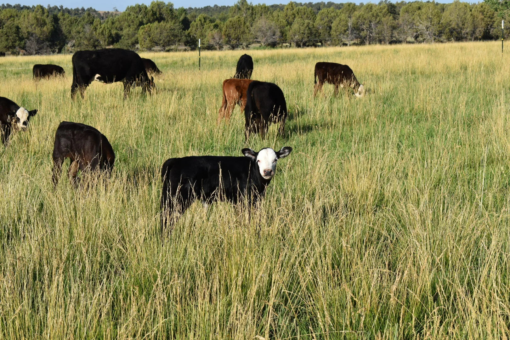 About — Cedar Springs Ranch, CO