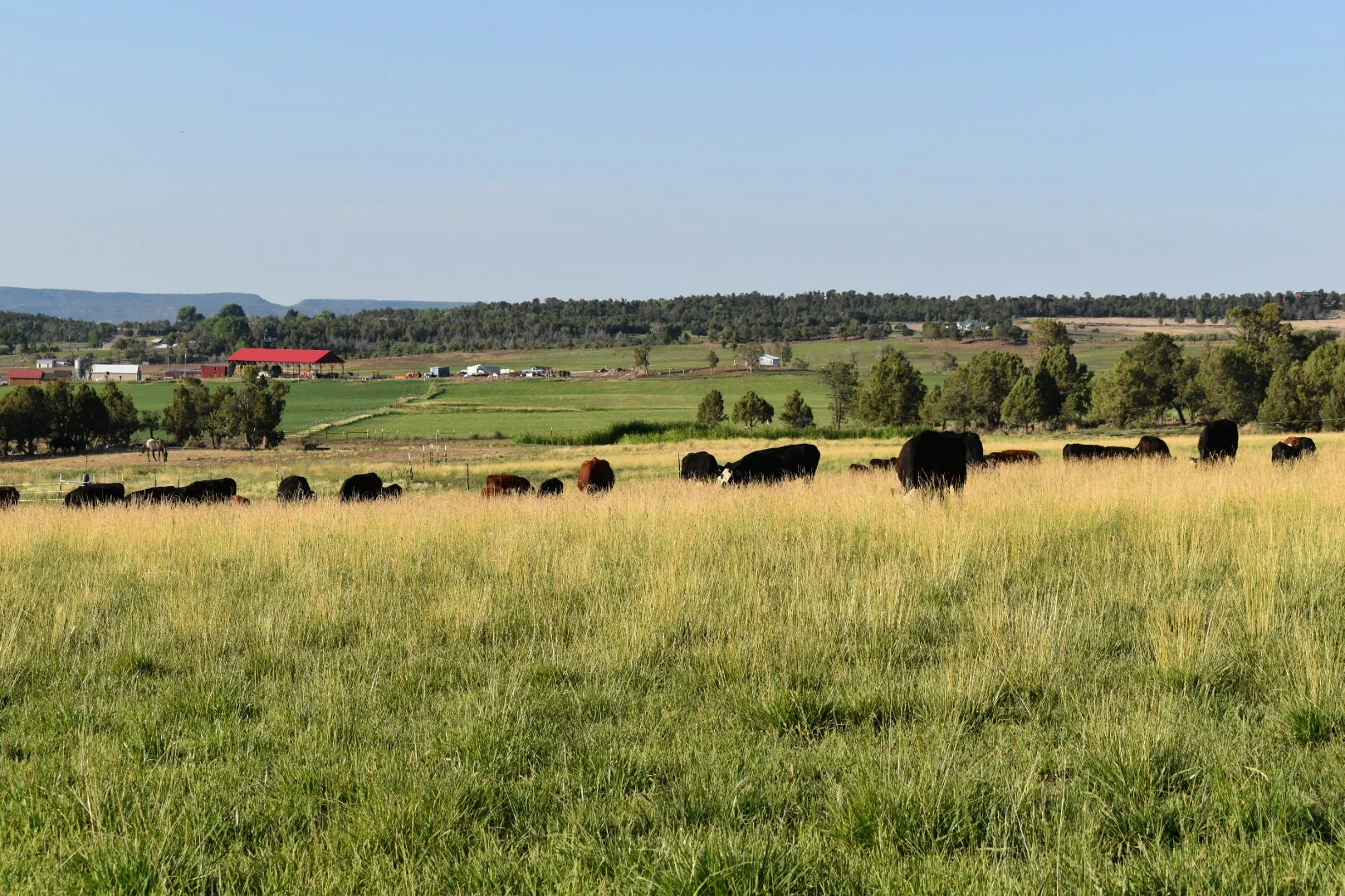 Cedar Springs Ranch, CO