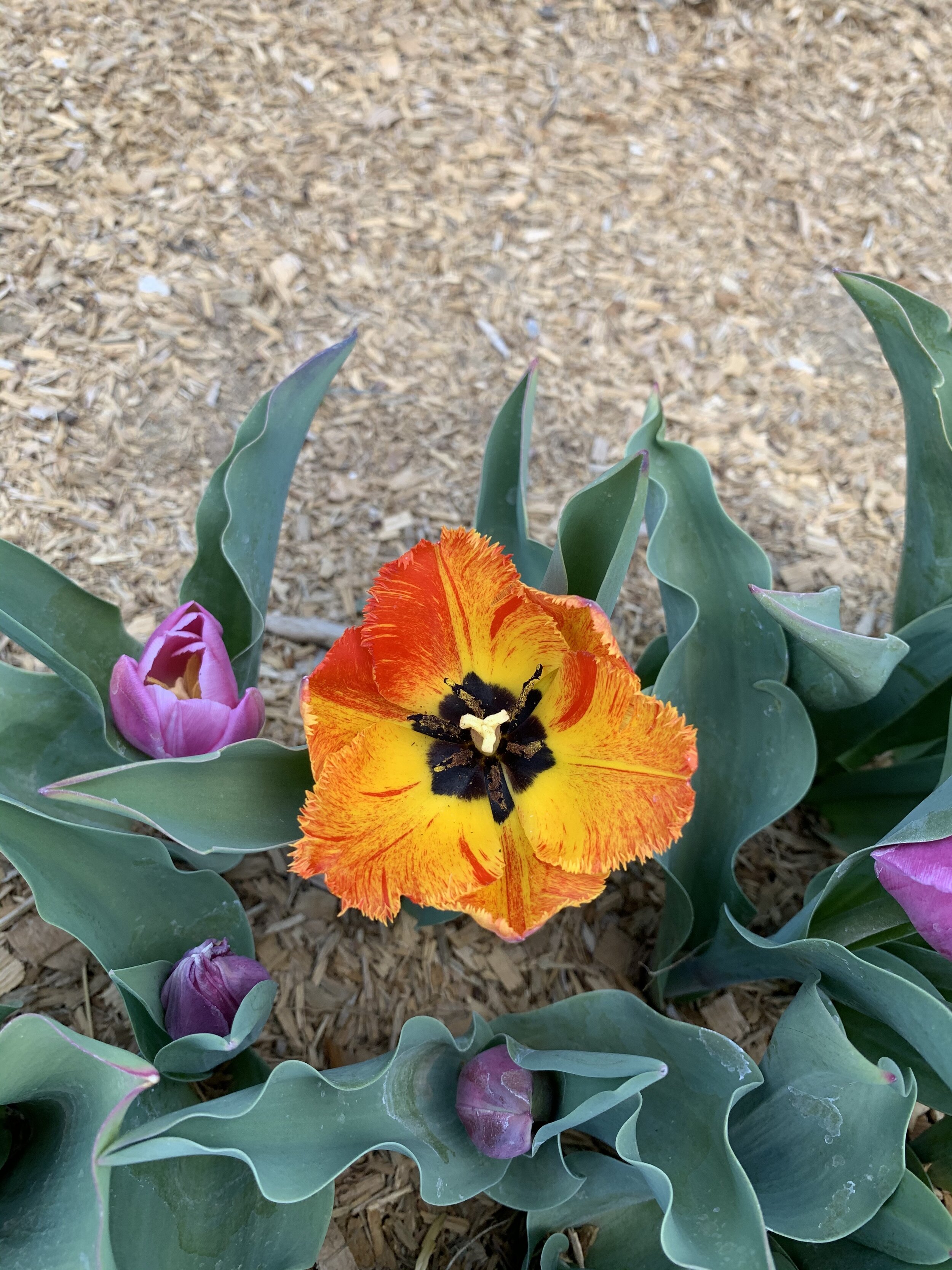 The Ranch — Cedar Springs Ranch, CO