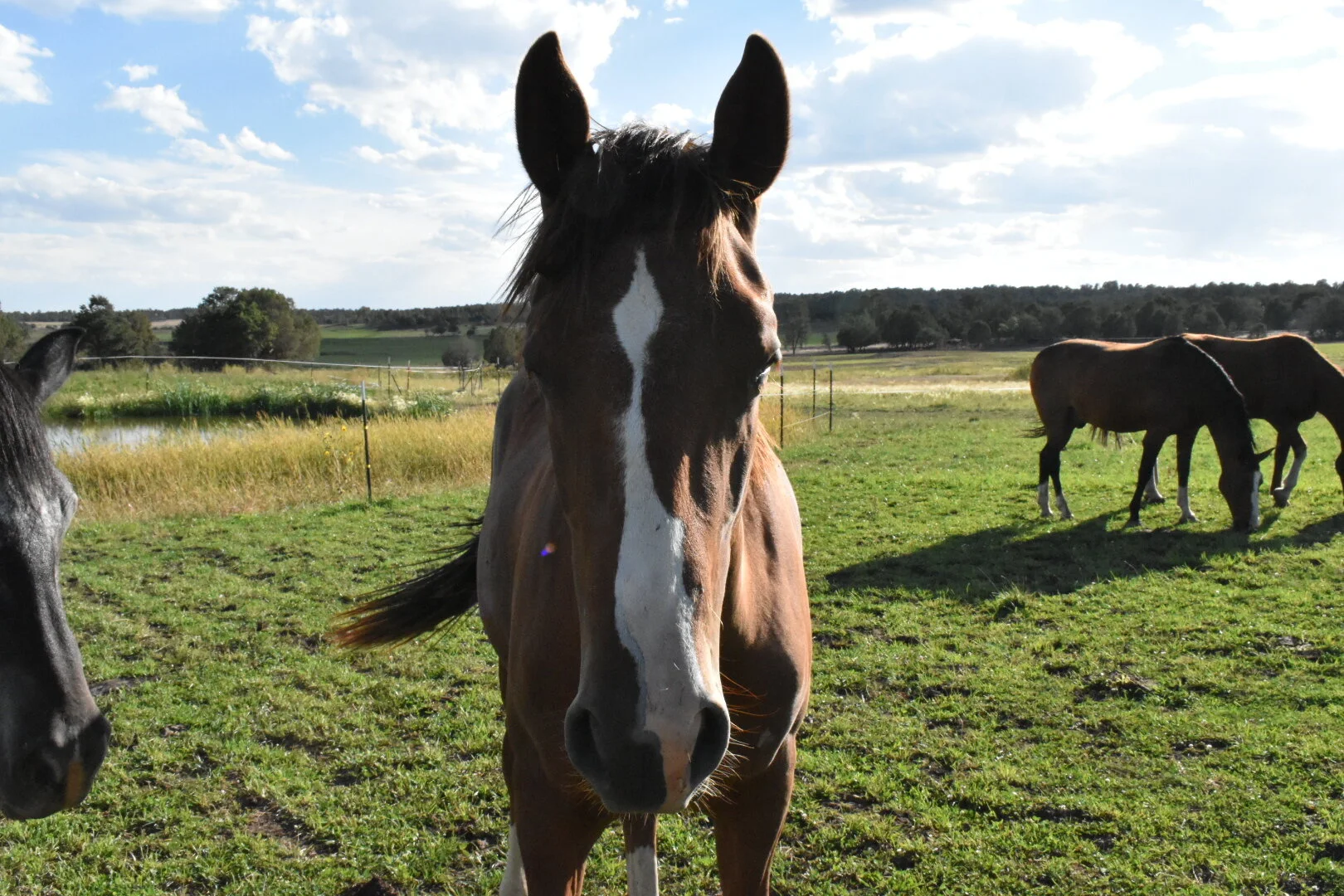 The Ranch — Cedar Springs Ranch, CO