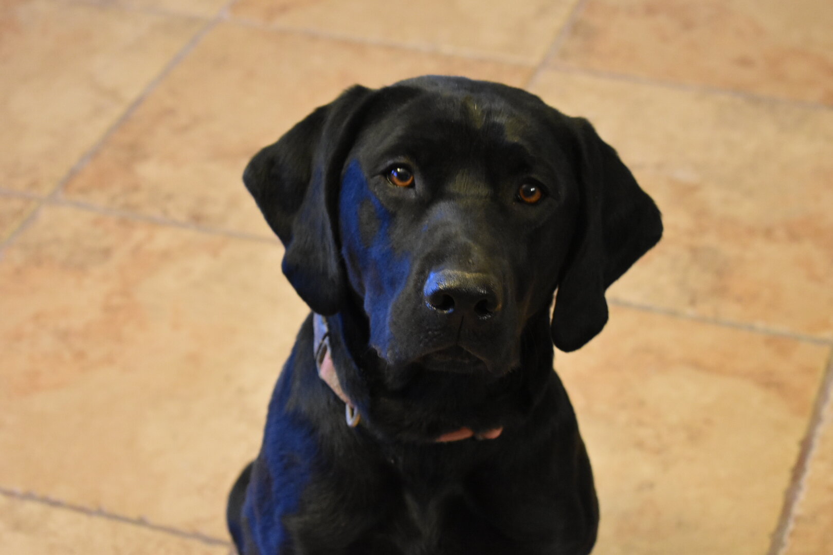 Contact — Cedar Springs Ranch, CO