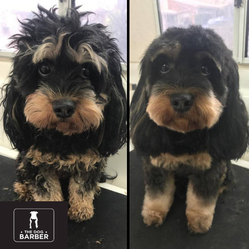 The Dog Barber | Canberra Dog Grooming