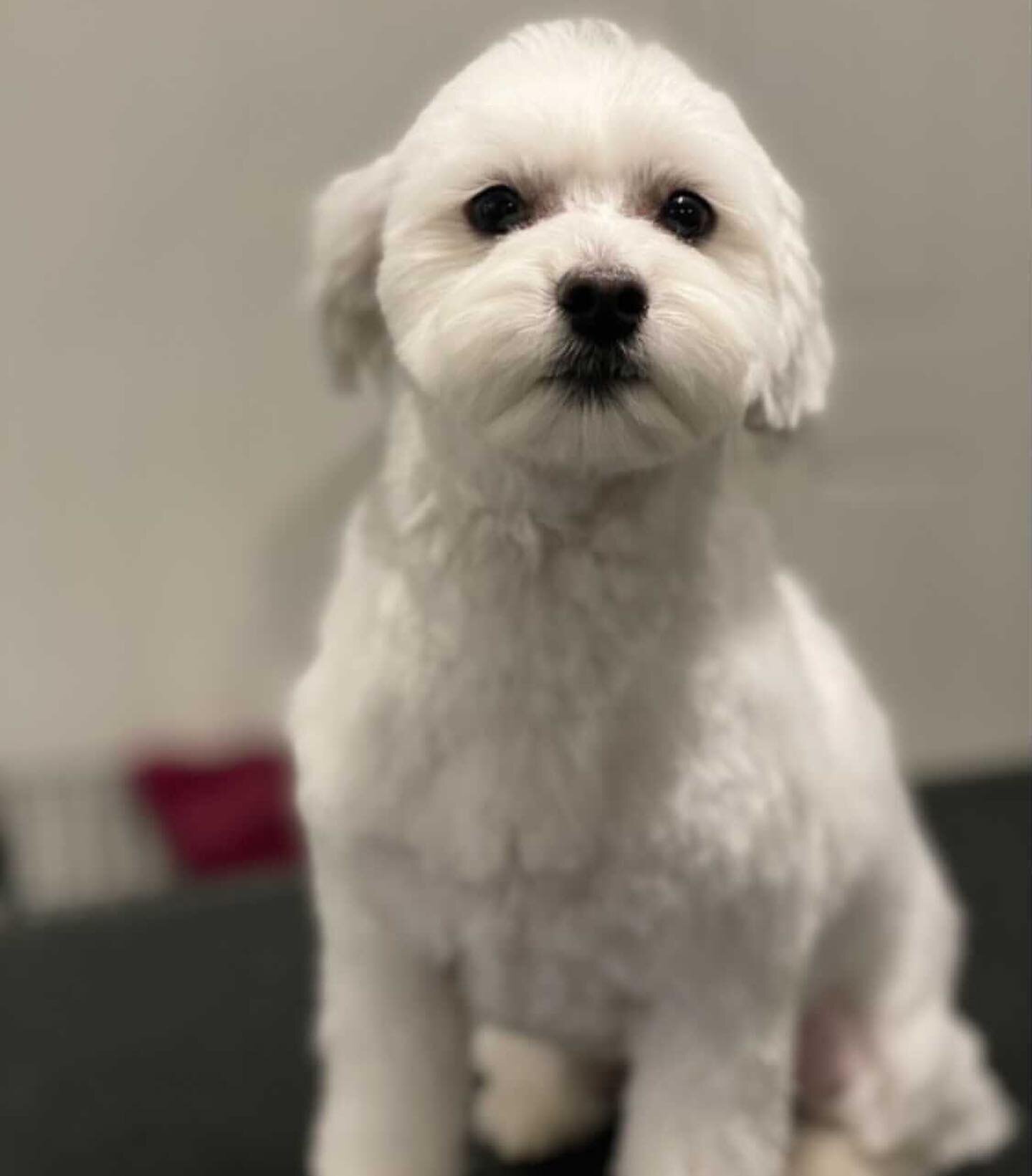 The Dog Barber | Canberra Dog Grooming