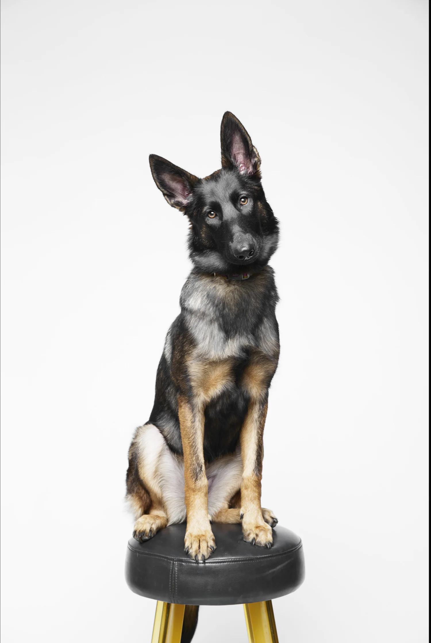 DOG TRAINING CLASSES | Join Dog Training Today — ERIC AND CAPRI THE PUP