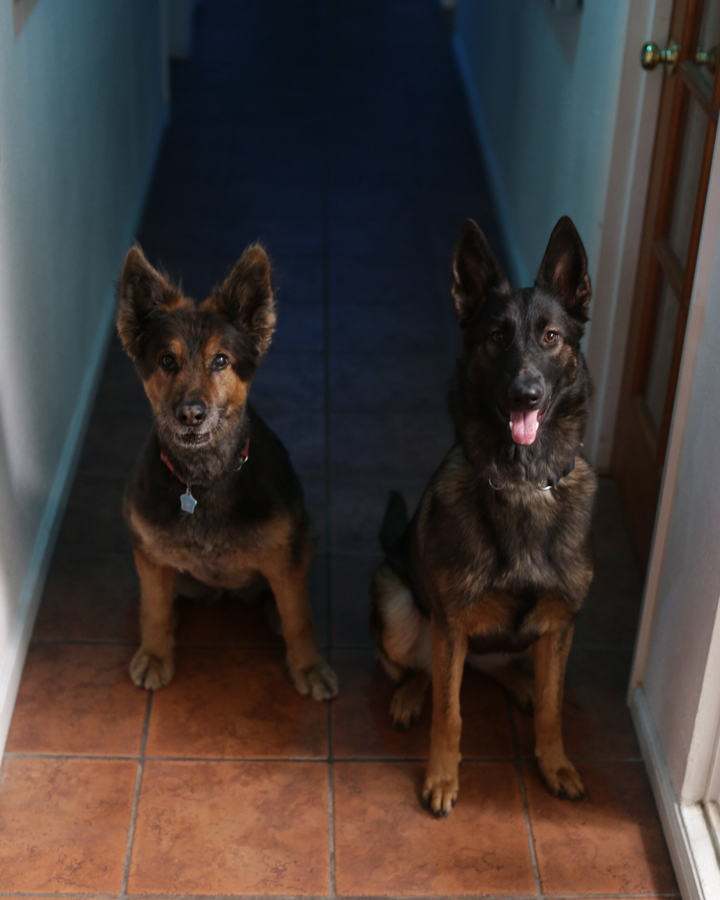 About | Join Dog Training Today — ERIC AND CAPRI THE PUP