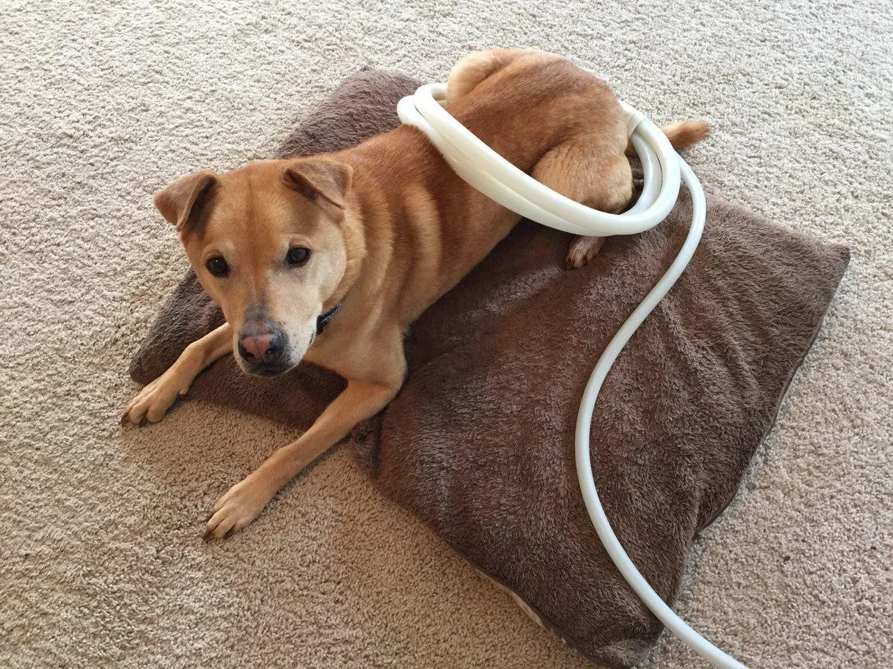 Atlas Canine MagnaWave PEMF Sessions — ATLAS CANINE