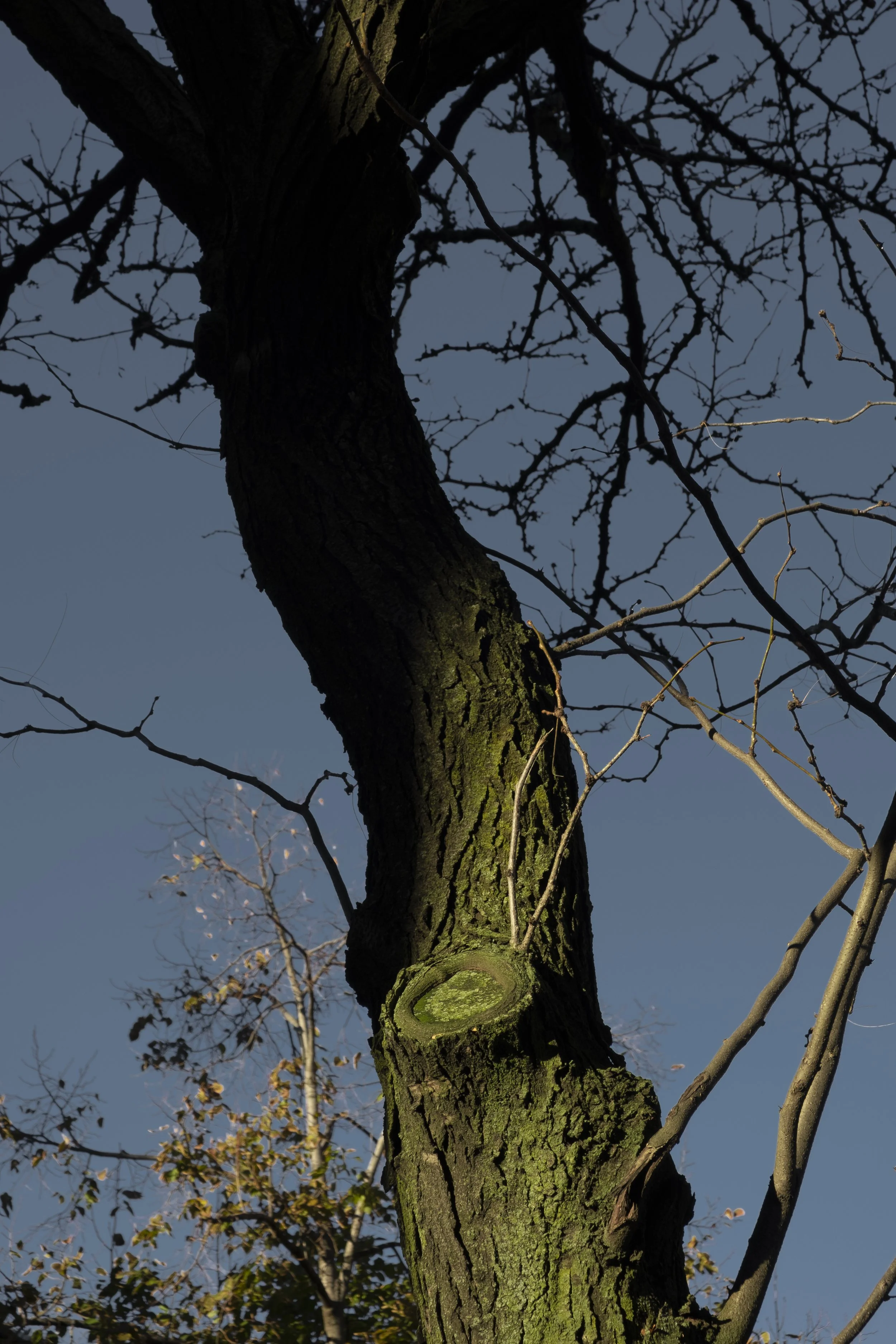 About — Lyn Nguyen