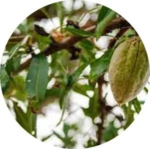 What is so special about Marcona almonds? — Victus Emporium