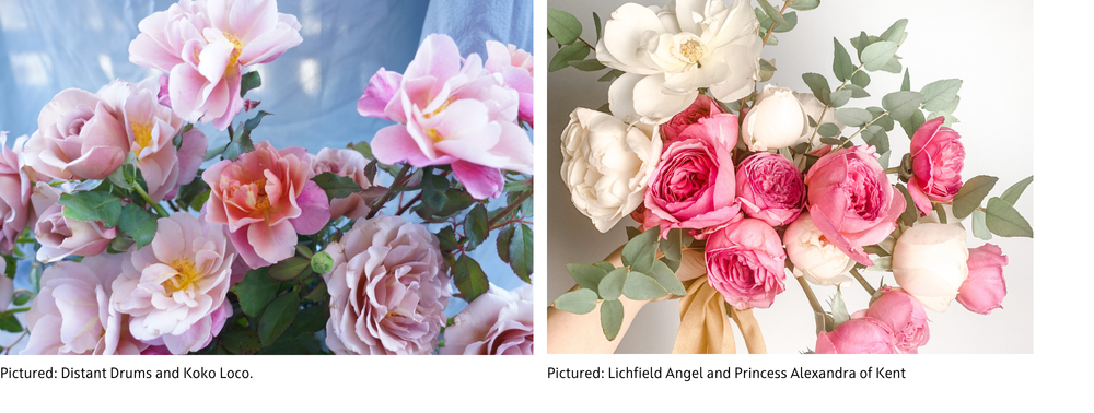 6 gorgeous shades of wedding roses — Yours Truly Flowers