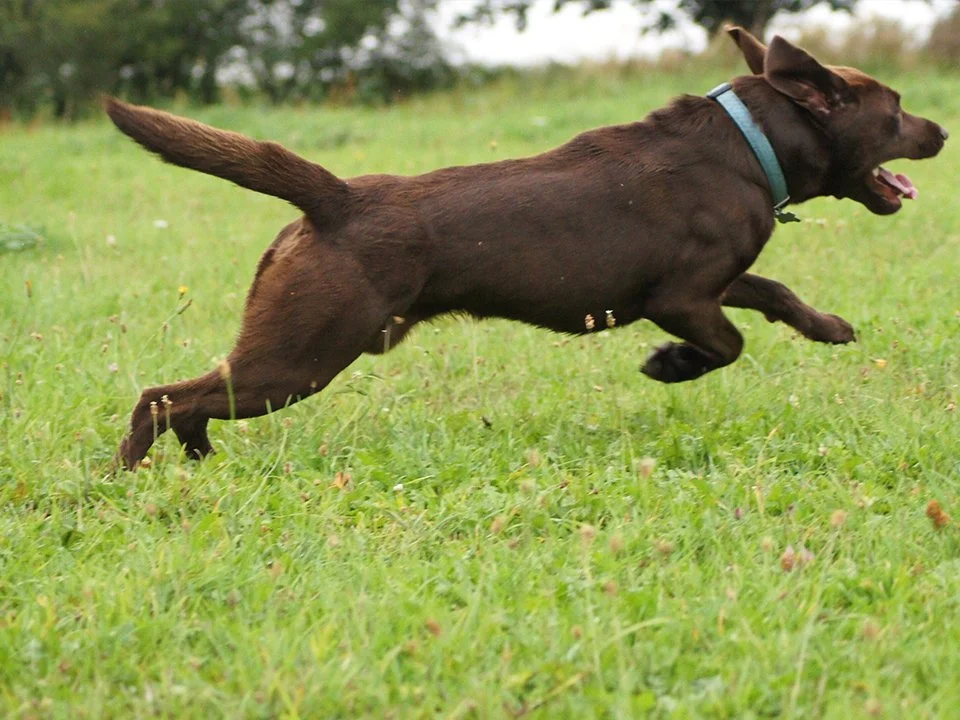 Booking A Dog Walking Field — Molescroft Farm Estate