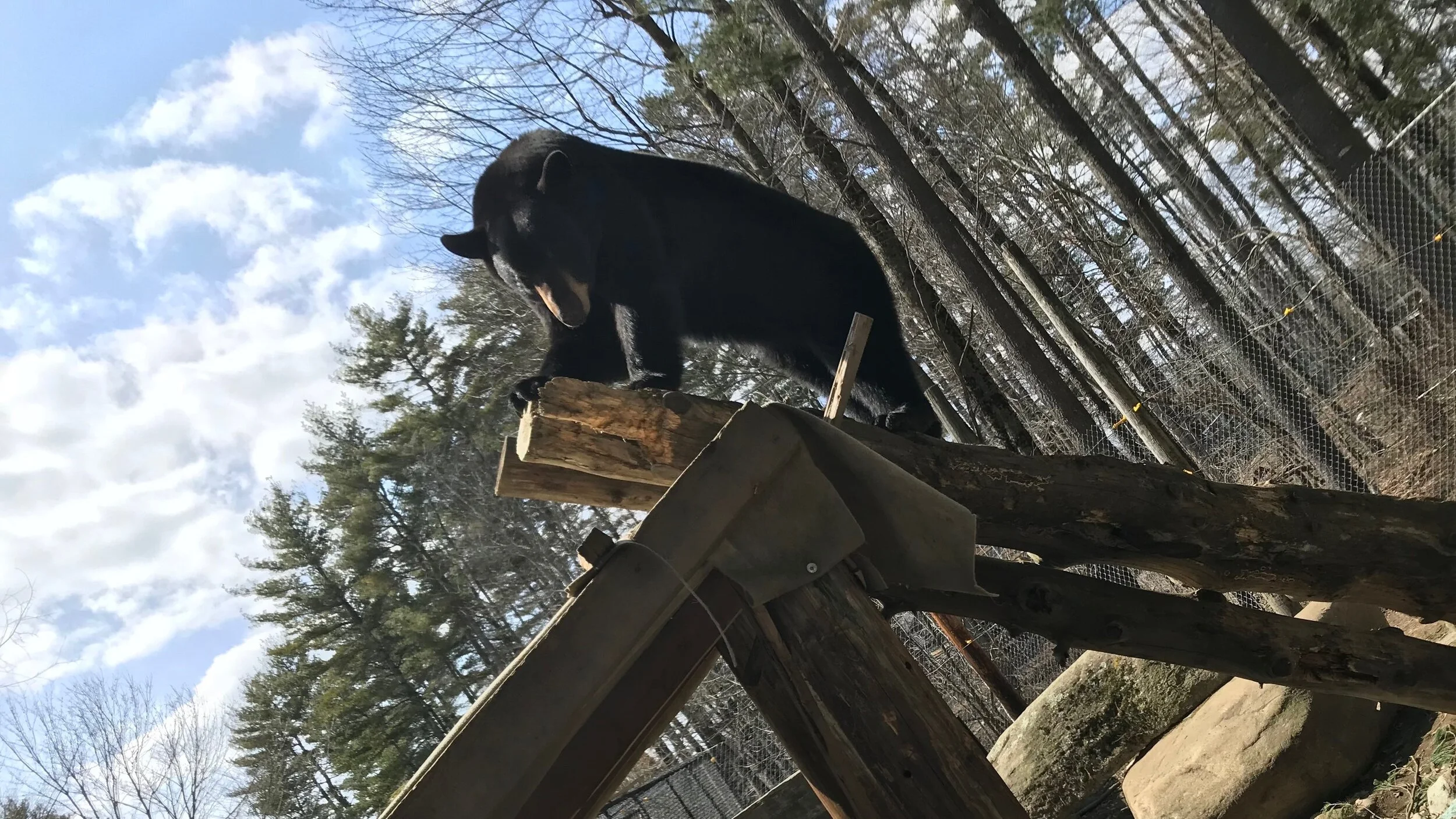 ABOUT US — DEW Haven | Maine Zoo & Rescue
