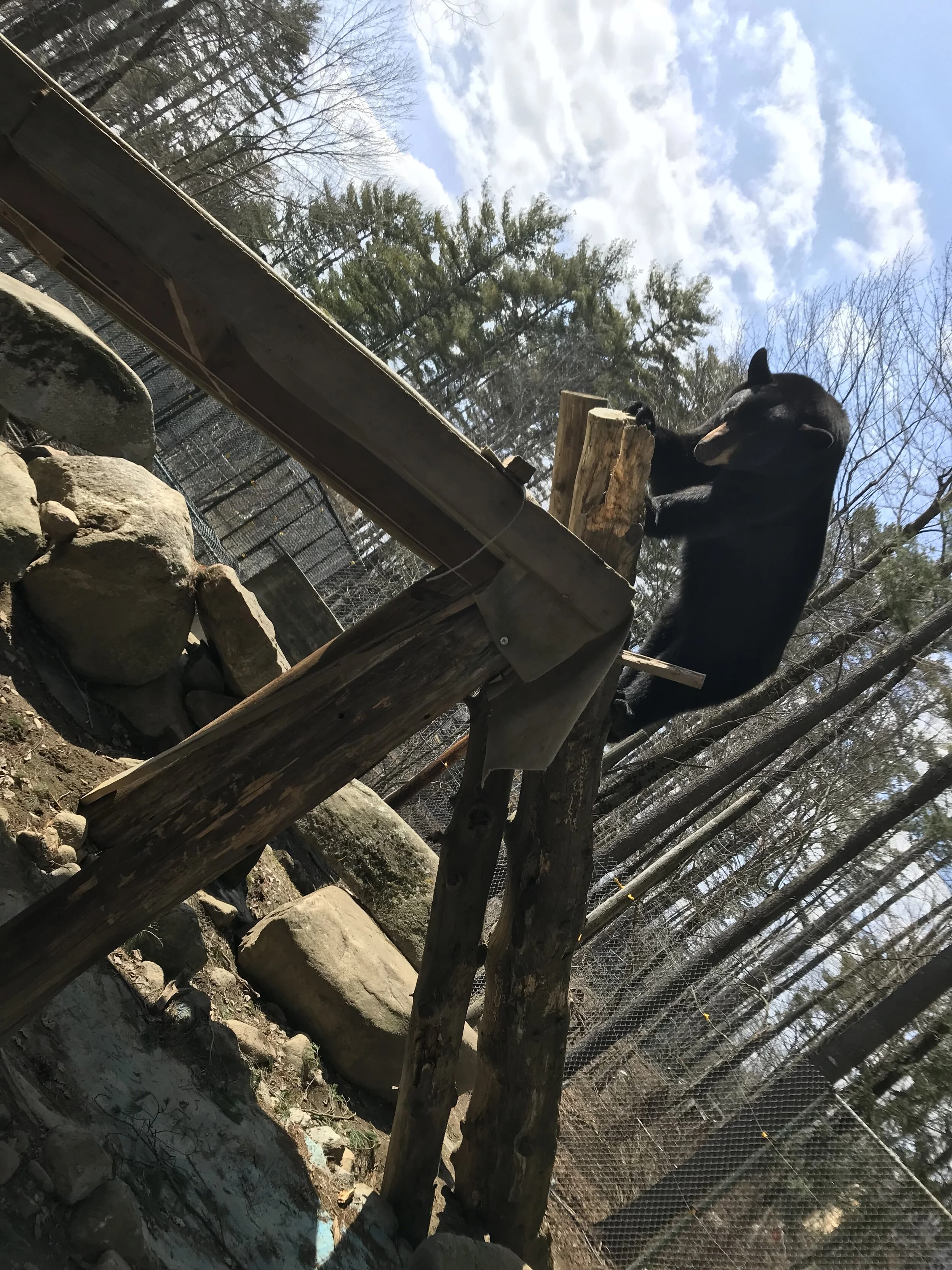 ABOUT US — DEW Haven | Maine Zoo & Rescue
