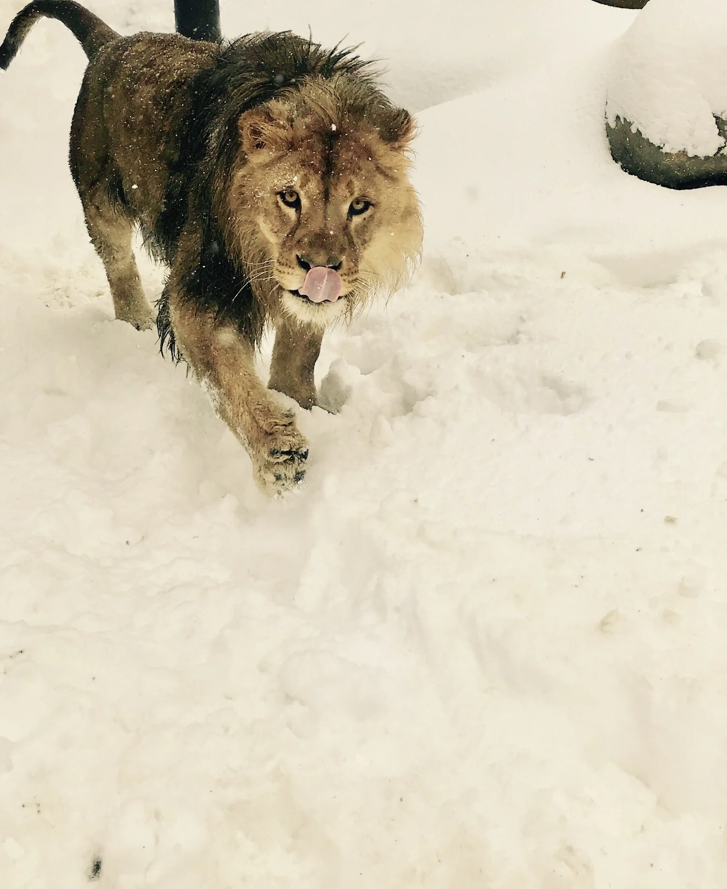 ABOUT US — DEW Haven | Maine Zoo & Rescue
