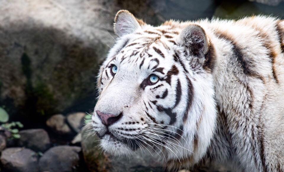 DEW Haven | Maine Zoo & Rescue