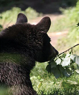 DEW Haven | Maine Zoo & Rescue