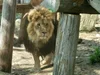 PRICE — DEW Haven | Maine Zoo & Rescue