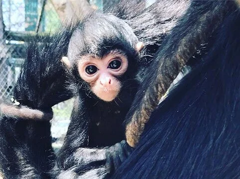 PRICE — DEW Haven | Maine Zoo & Rescue