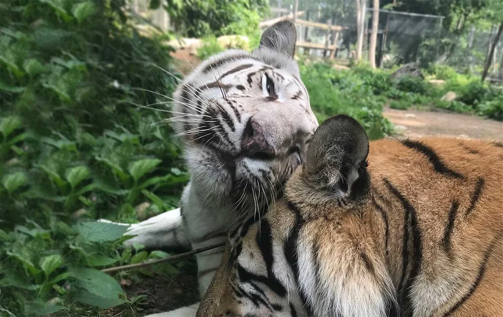 HOURS — DEW Haven | Maine Zoo & Rescue