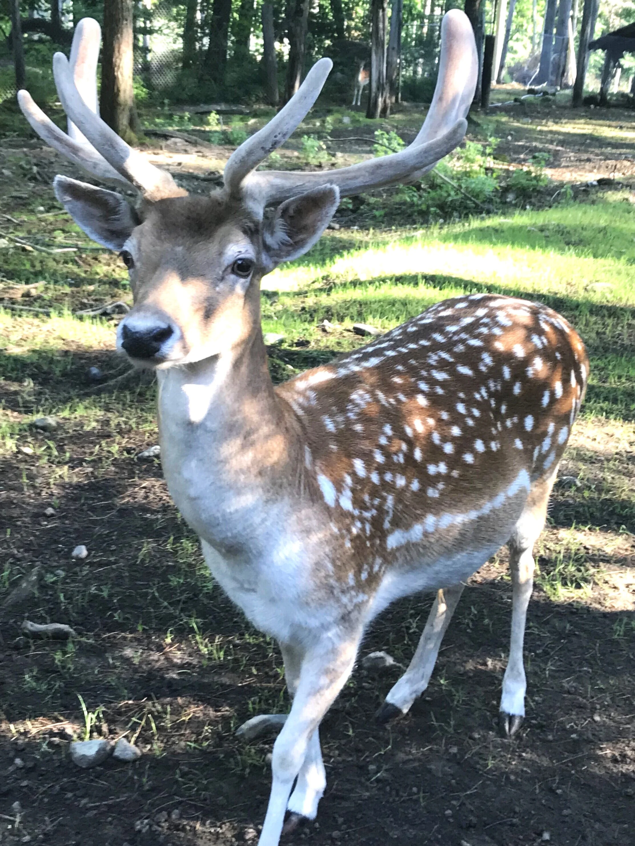 ABOUT US — DEW Haven | Maine Zoo & Rescue
